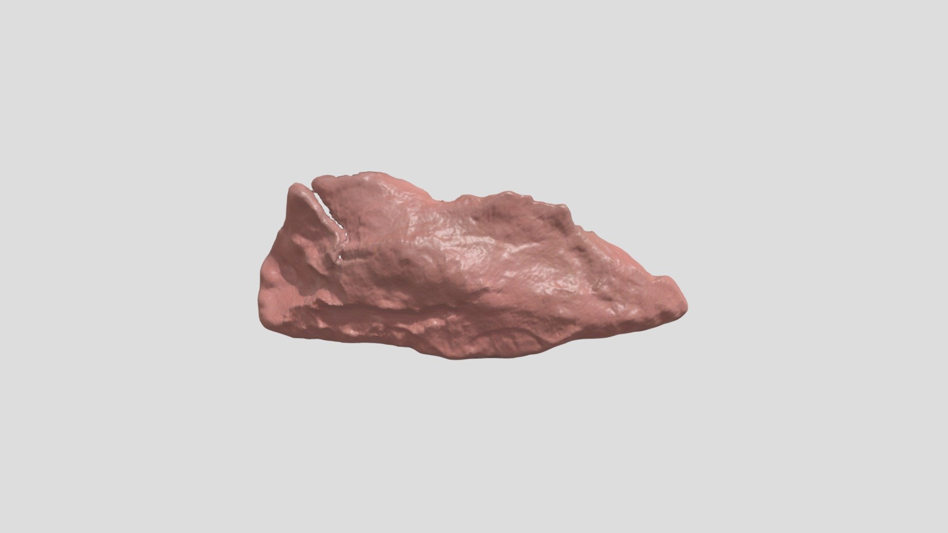 Inferior nasal concha (R) - 3D model by 3D Leiden Archaeology [a309e3a ...