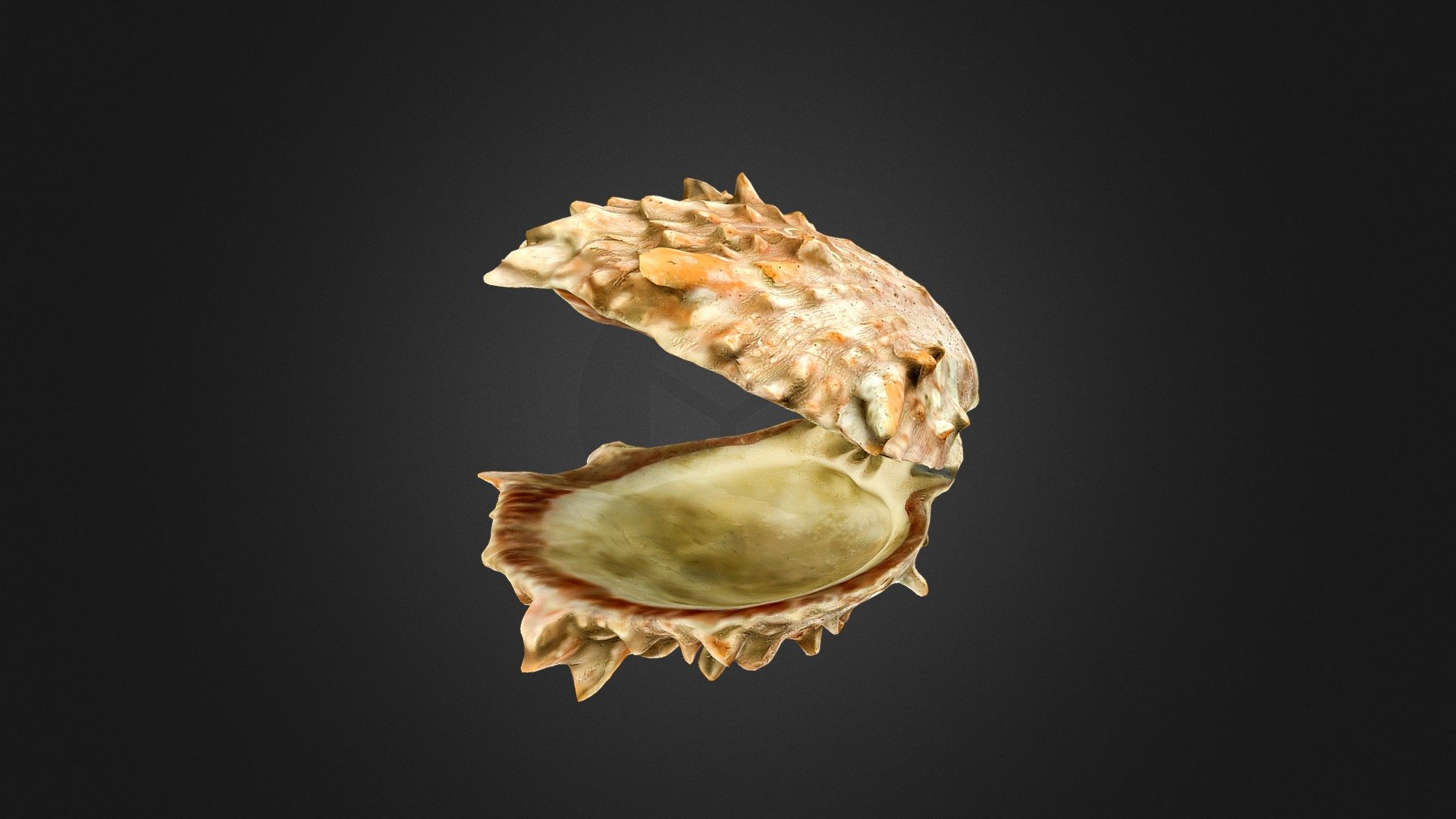 Spondylus - Download Free 3D model by Ministerio de Cultura Perú ...
