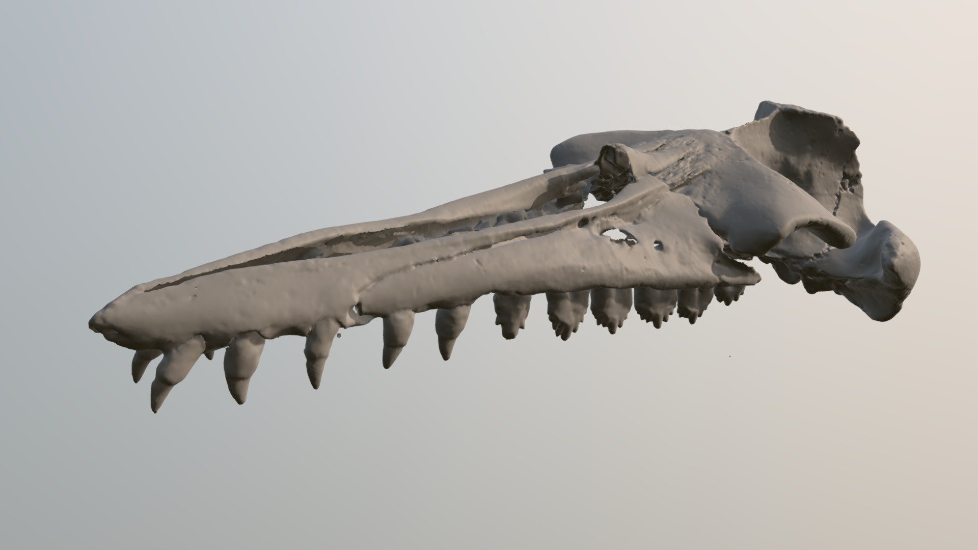 Coronodon extinct whale skull CCNHM 108 - Download Free 3D model by C ...