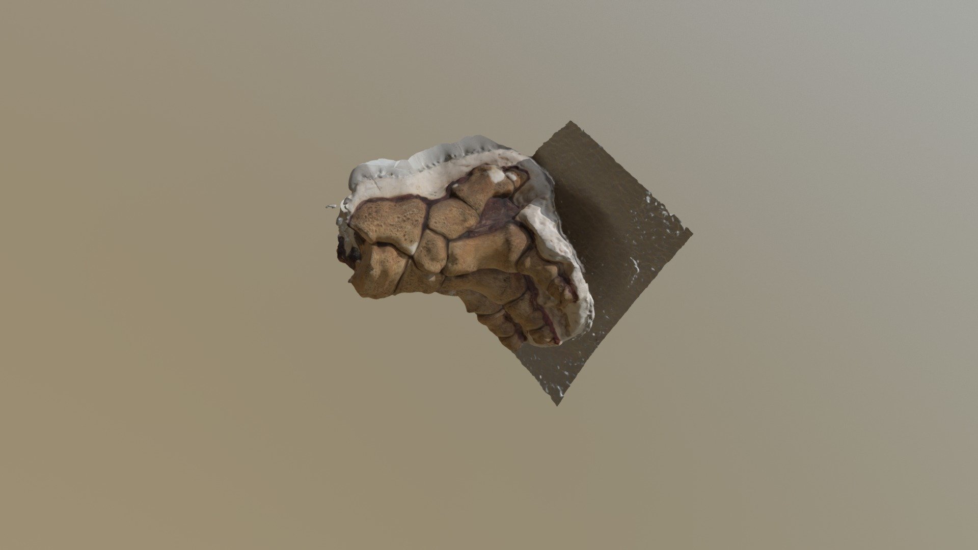 Mammoth Foot - 3D model by singera [a315348] - Sketchfab