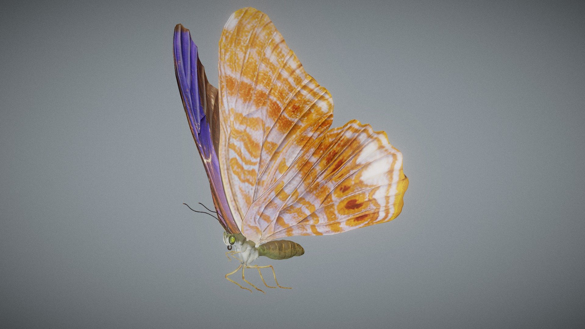 Butterfly Terinos Terpander - Buy Royalty Free 3D model by 3dartstevenz ...