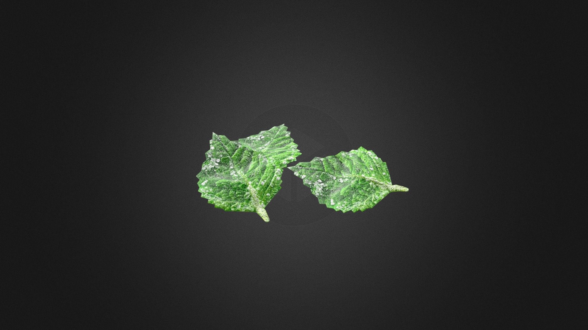 candied mint leaves final - 3D model by beeclark [a31a8a7] - Sketchfab