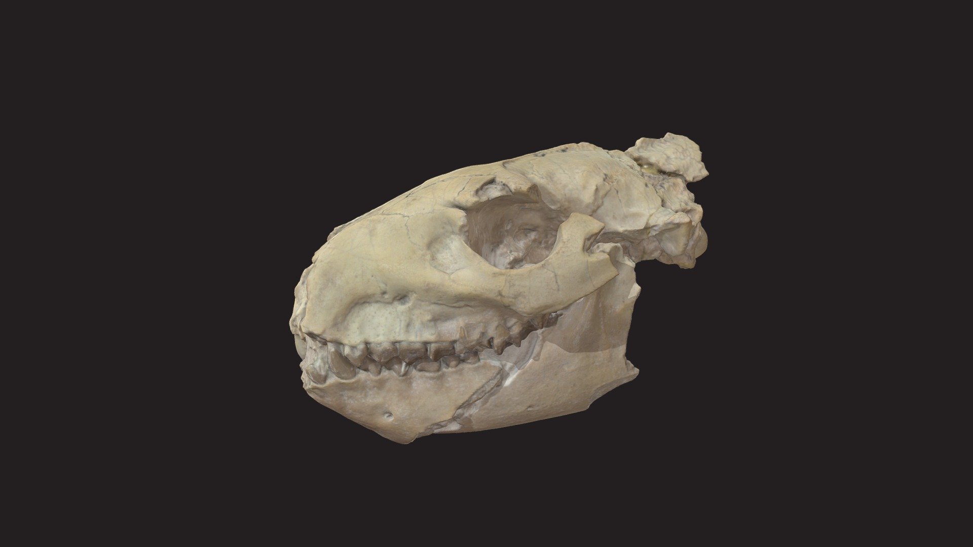 CMNH 10274, Merycoidodon - 3D model by Cleveland Museum of Natural ...