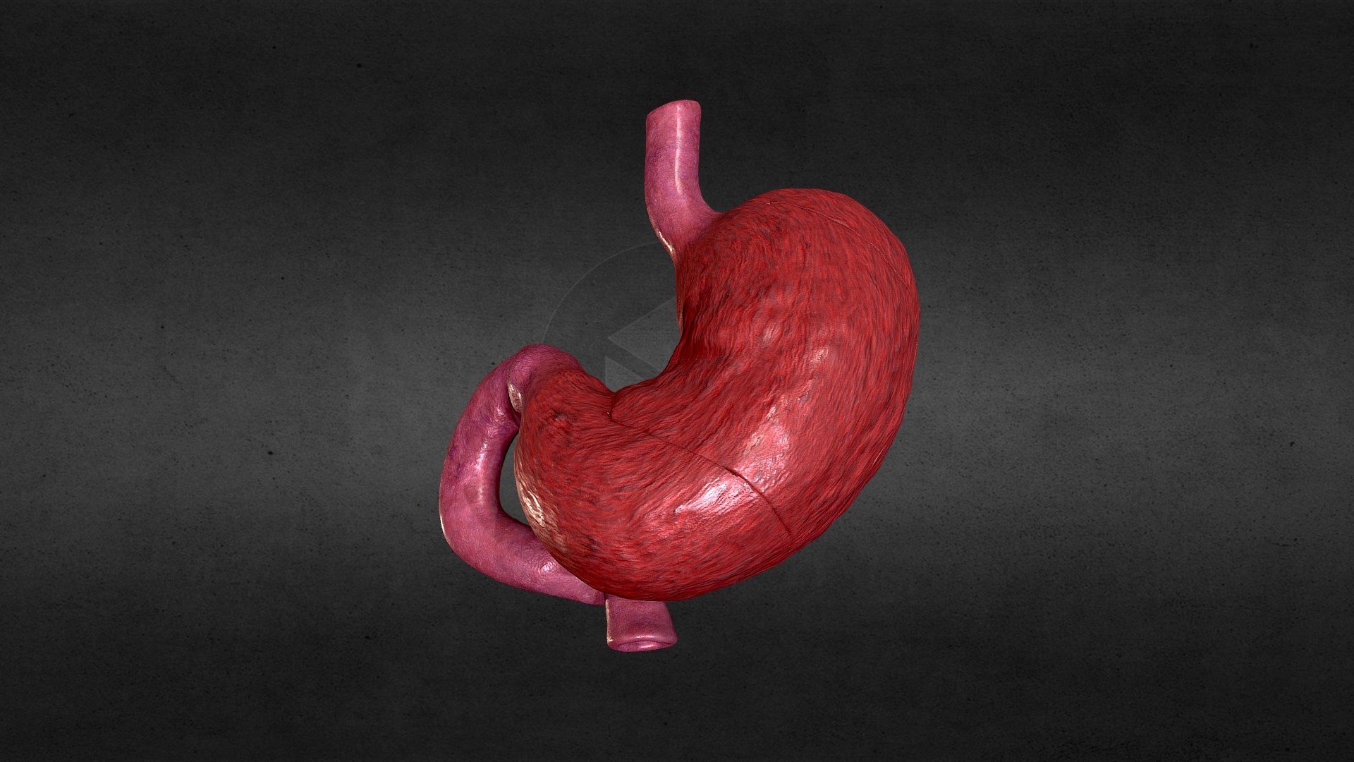 Stomach Animation - Buy Royalty Free 3D model by flarar-01 (@flarar ...