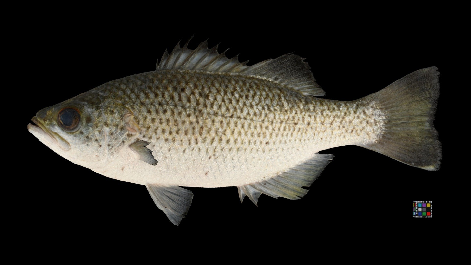 オオクチユゴイ Rock Flagtail, Kuhlia rupestris - Download Free 3D model by ...