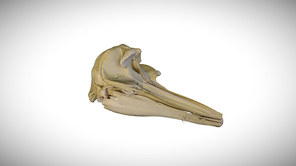 Mesoplodont whale / CAS:MAM:23122 - 3D model by California Academy of ...