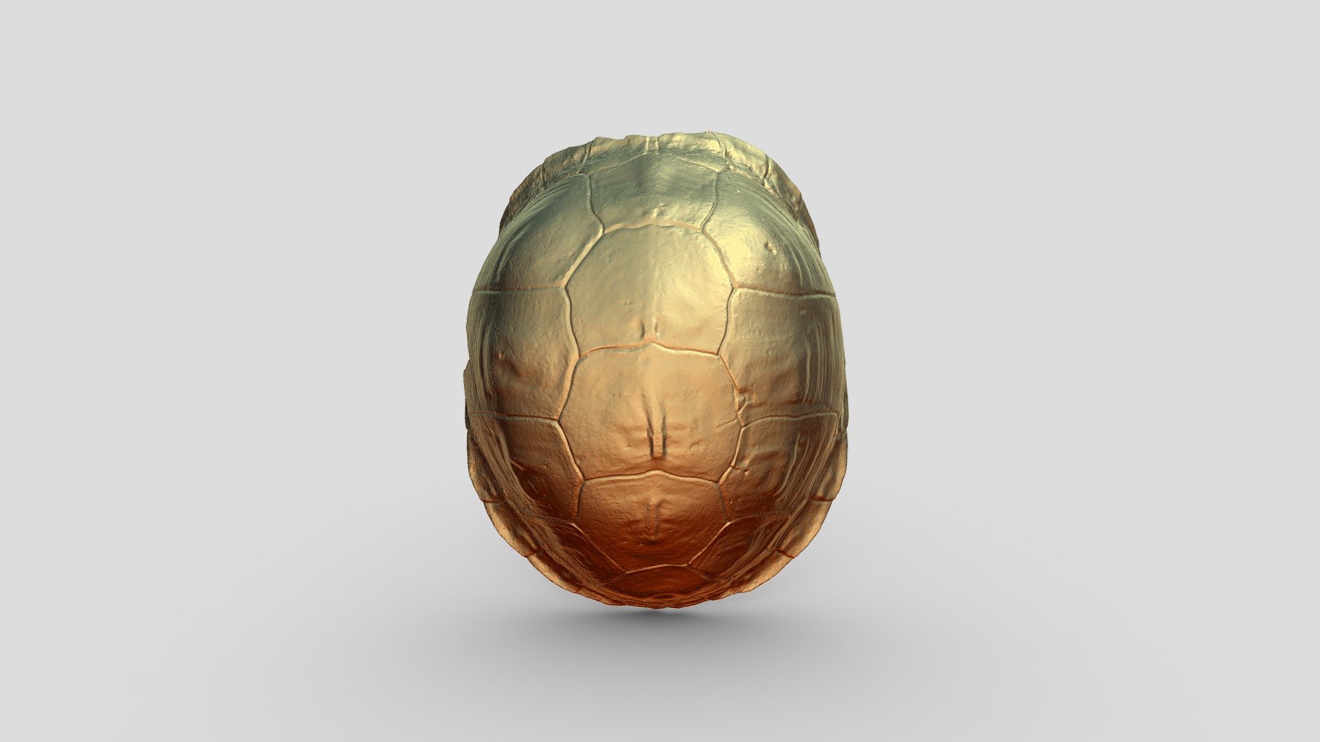 Turtle Shell Scanning - Download Free 3D model by Diana Liu ...