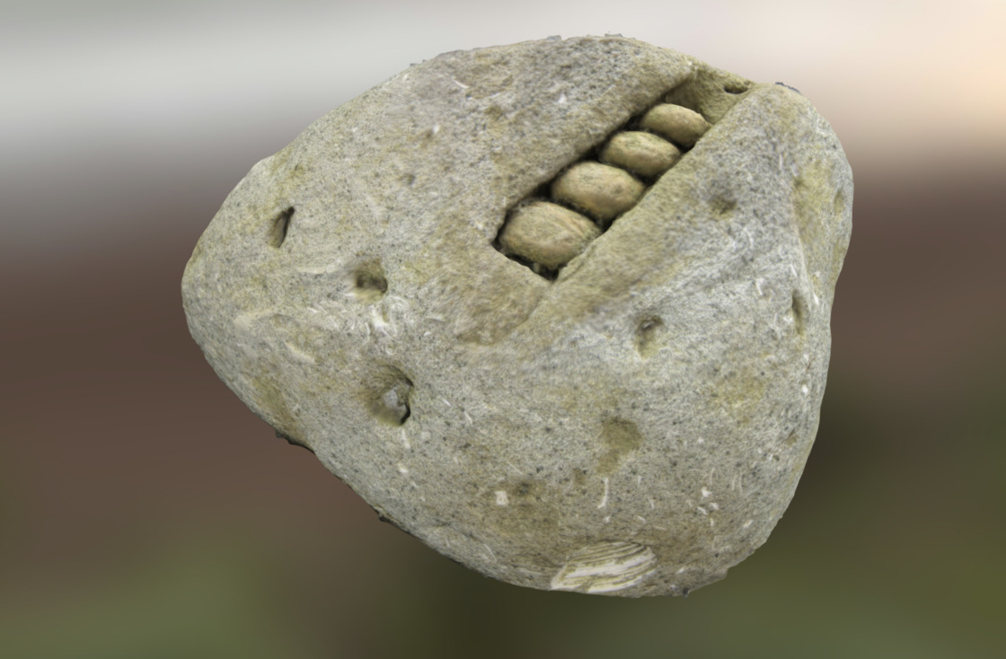 Cucullaea gigantea w/ Turitella - Download Free 3D model by ...