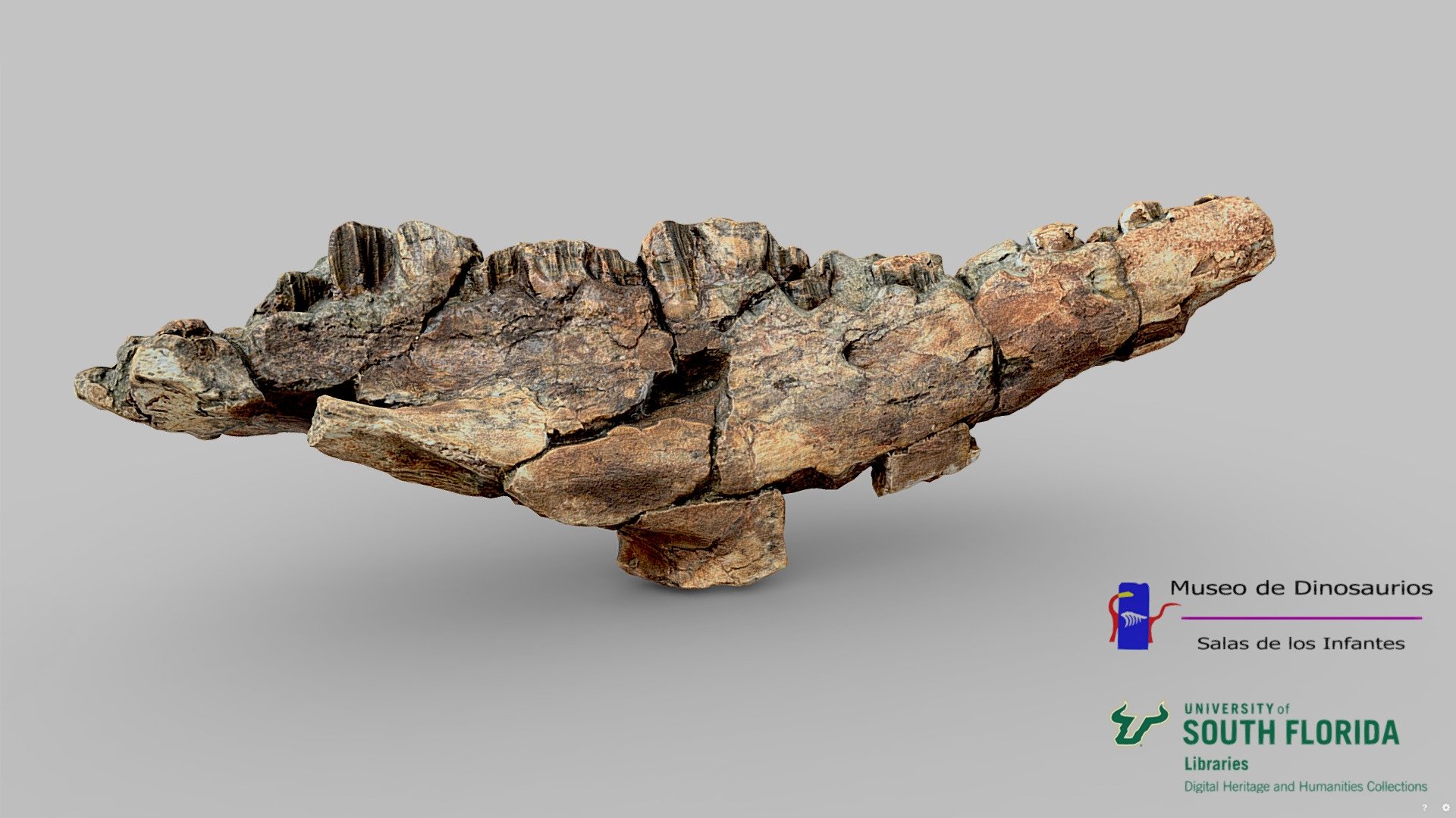 Dinosaur Jaw - Iguanodon Maxilla - 3D model by University of South ...
