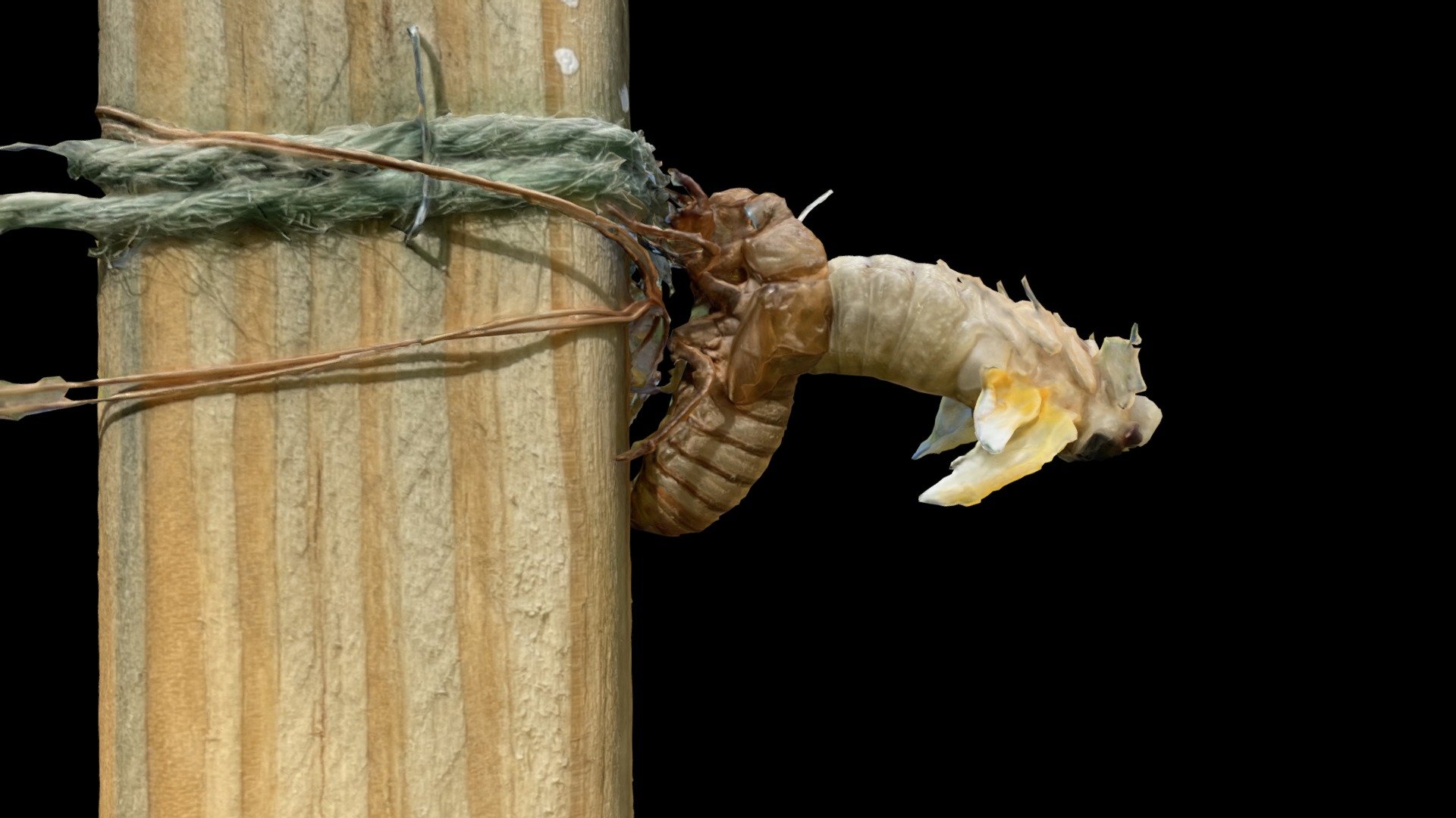 Brood X Cicada Nymph molt to Tenereal adult - Buy Royalty Free 3D model ...