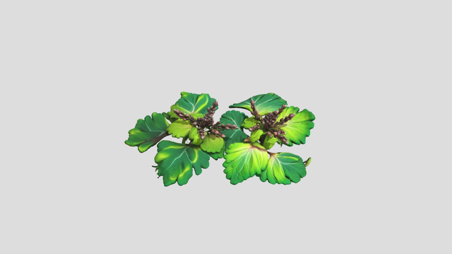 Patchouli plant - 3D model by Rakt_3002 [a339ec1] - Sketchfab