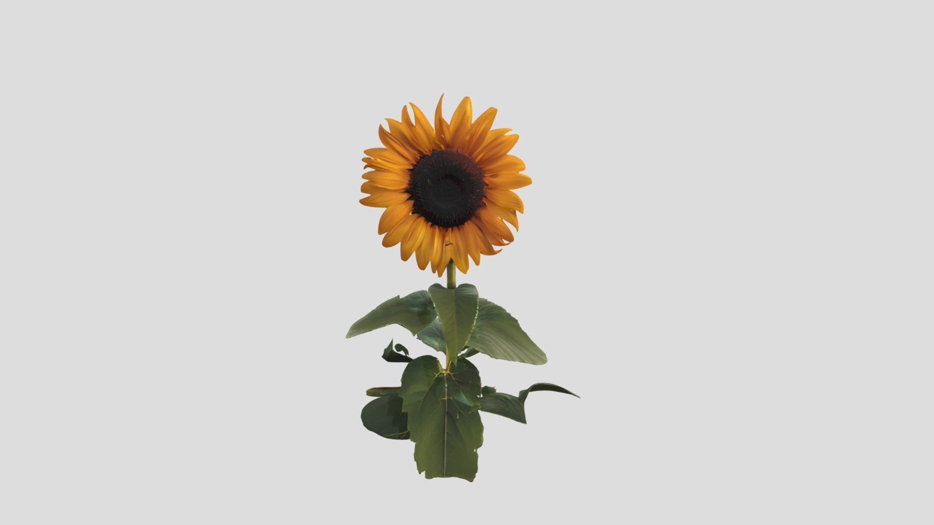 Base_basic_shaded - 3D model by claritatata440 [a34ca65] - Sketchfab