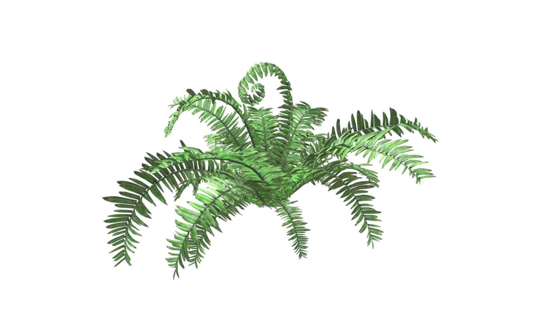 Boston Fern Plant #01 - Buy Royalty Free 3D model by meshshape [a34dcab ...