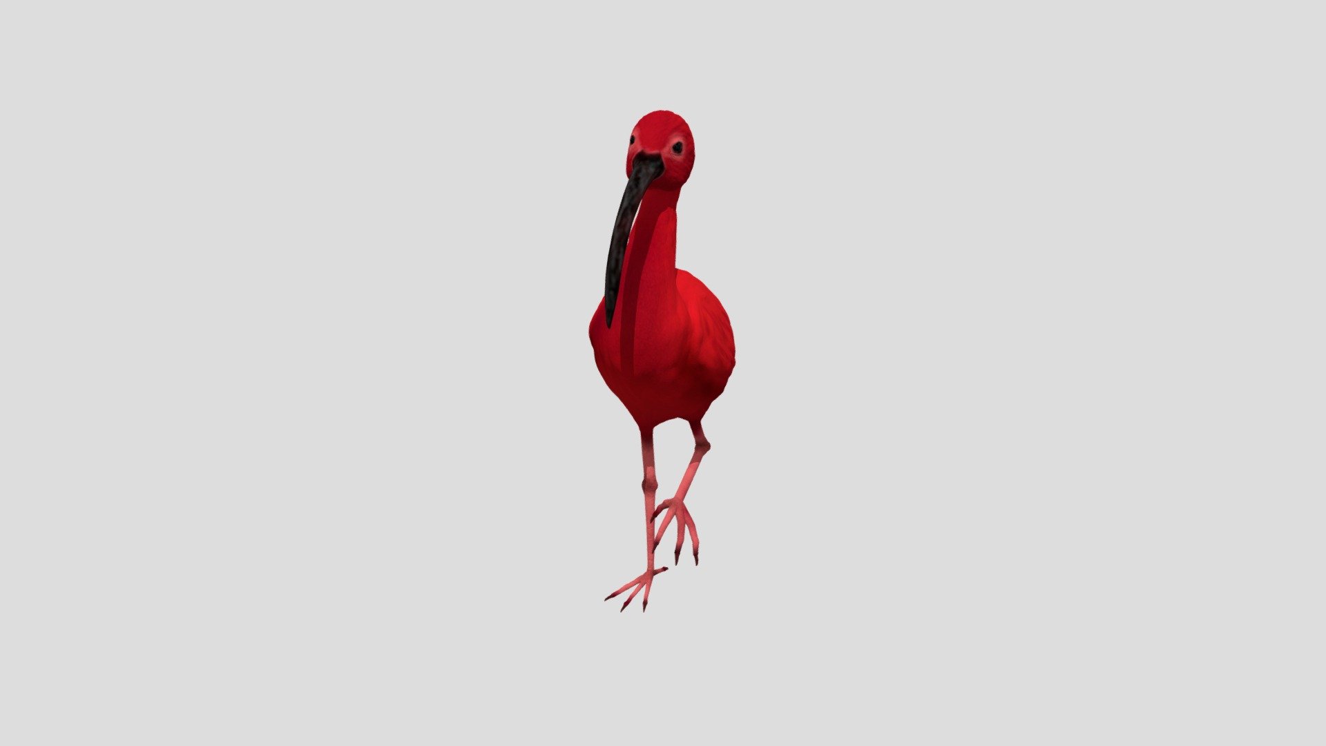 Garza-corocora-roja - Download Free 3D model by danielgvra.10 [a350f2f ...