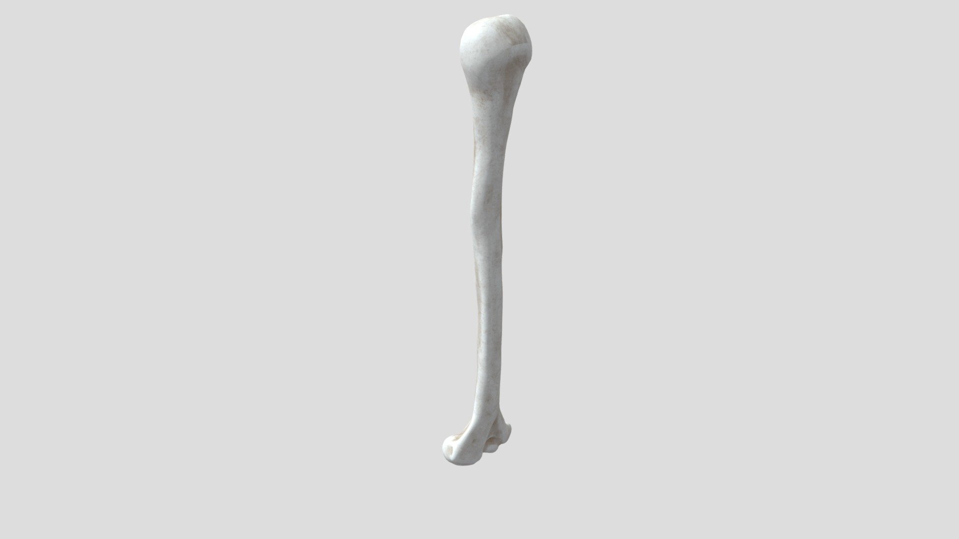 human humerus bone - 3D model by ocaveduque [a35a7b3] - Sketchfab