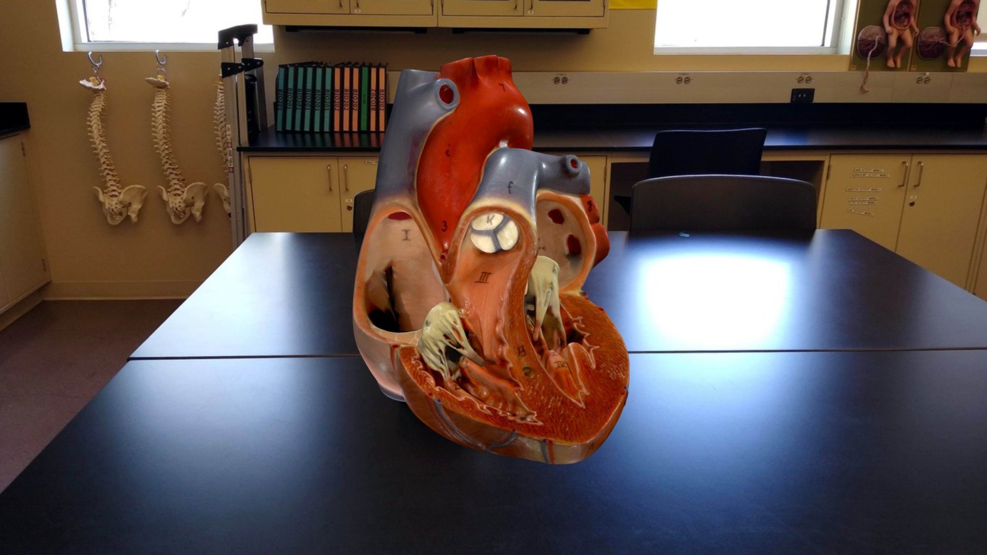 Open Heart model - Download Free 3D model by Dr. Alex Cheroske ...