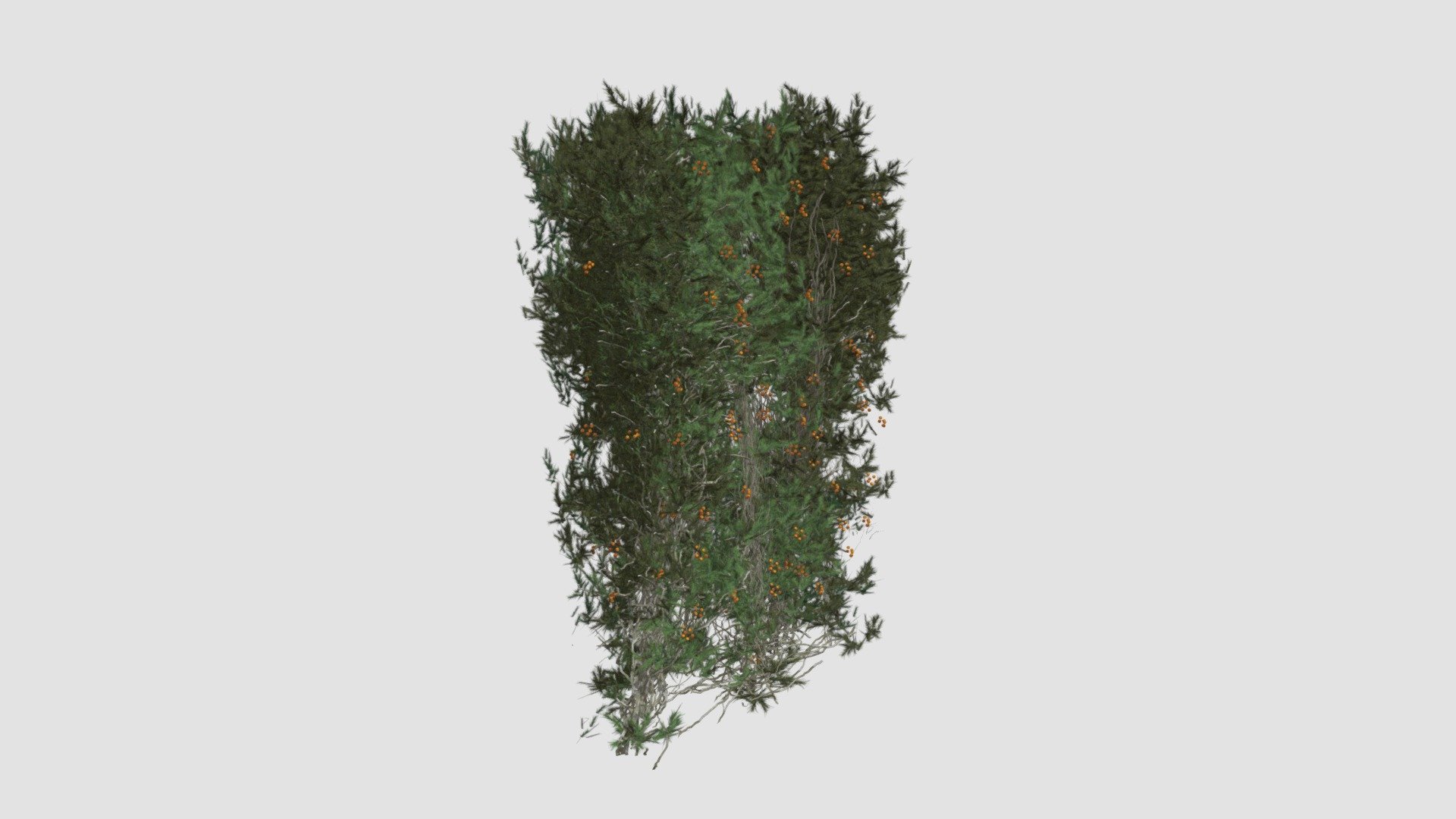 hedge - Buy Royalty Free 3D model by Evermotion [a3706b2] - Sketchfab Store