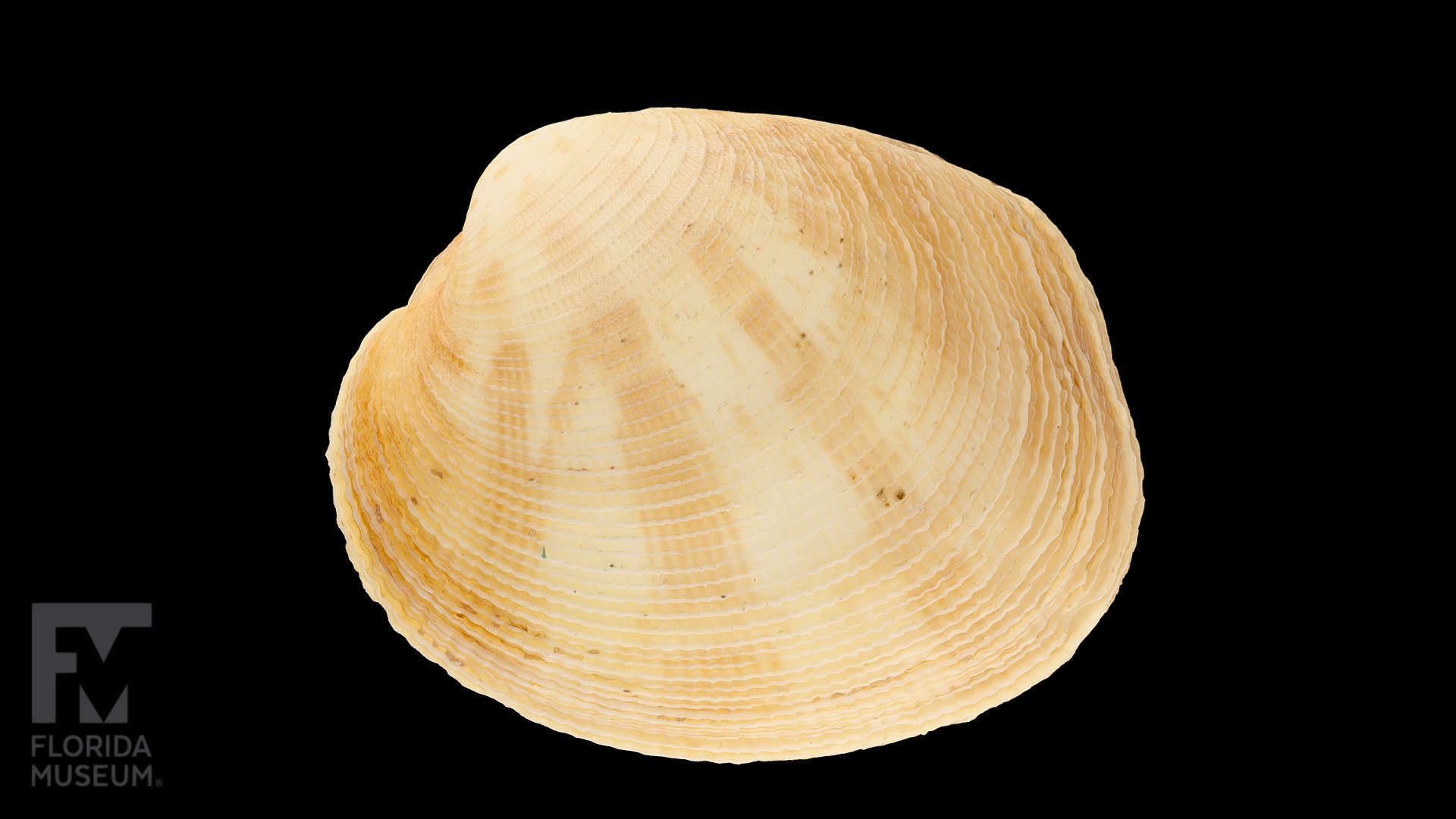 Princess Venus Clam - 3D model by FloridaMuseum [a37623d] - Sketchfab