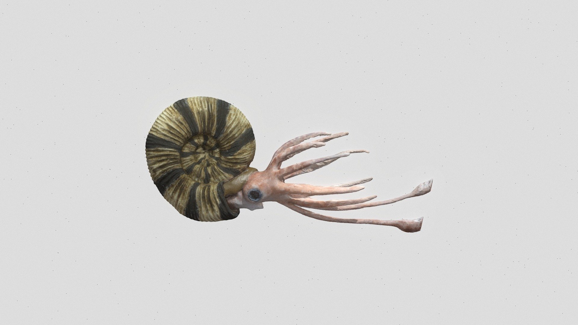 Ricostruzione di Ammonoidea - 3D model by Atlante virtuale 3D ...