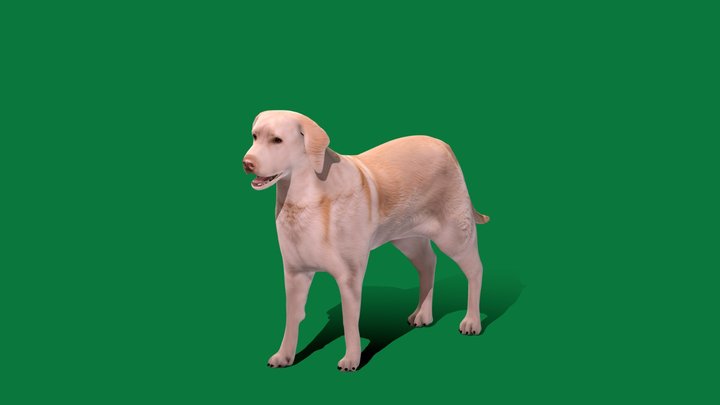 Labrador 3D models - Sketchfab