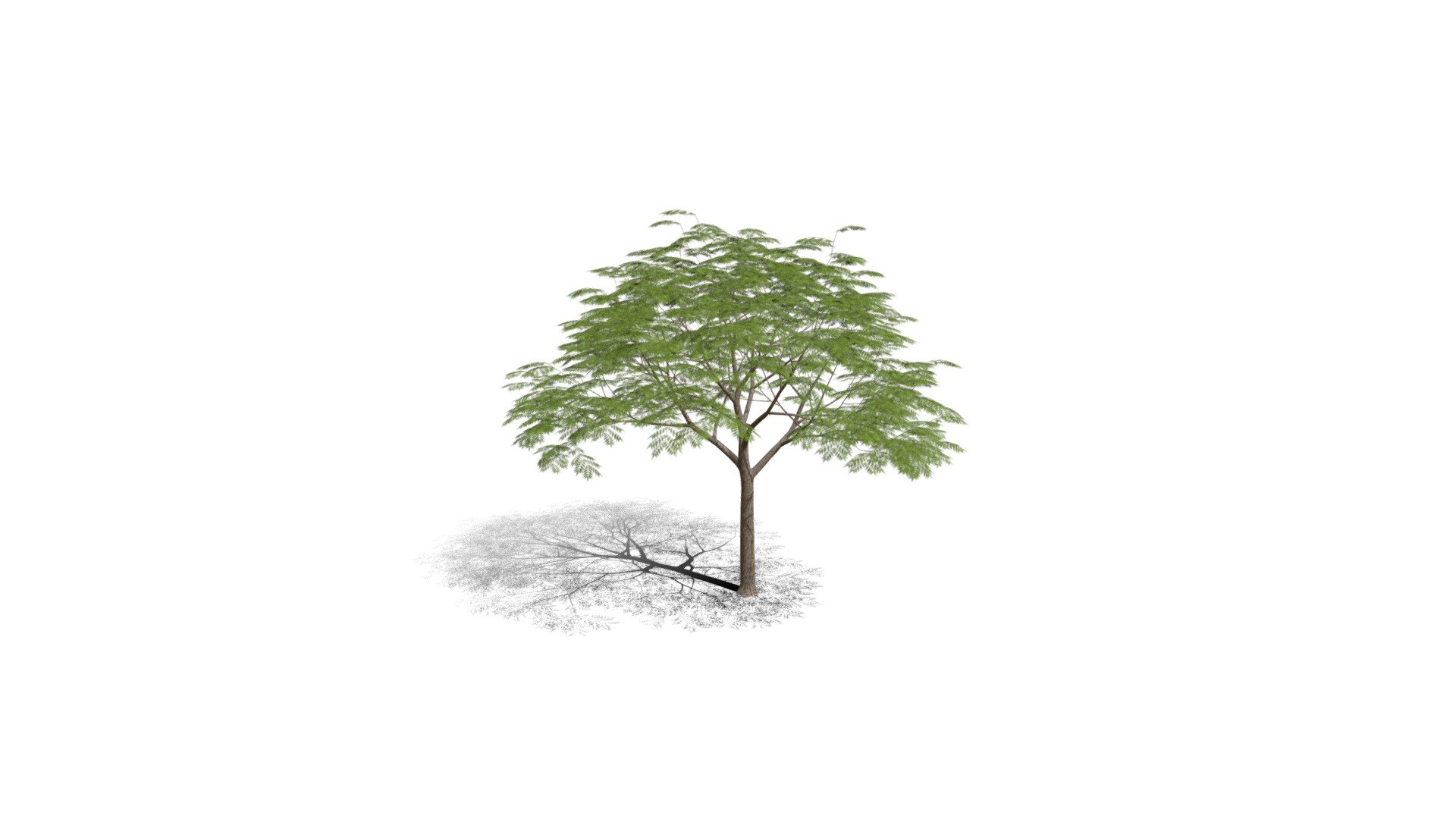 Realistic HD Chinese flame tree (12/20) - Download Free 3D model by ...