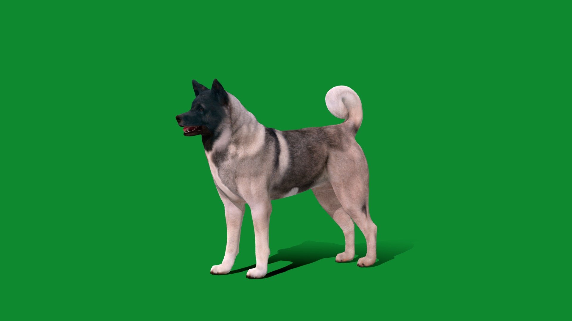 American Akita Dog - Buy Royalty Free 3D model by Nyilonelycompany ...