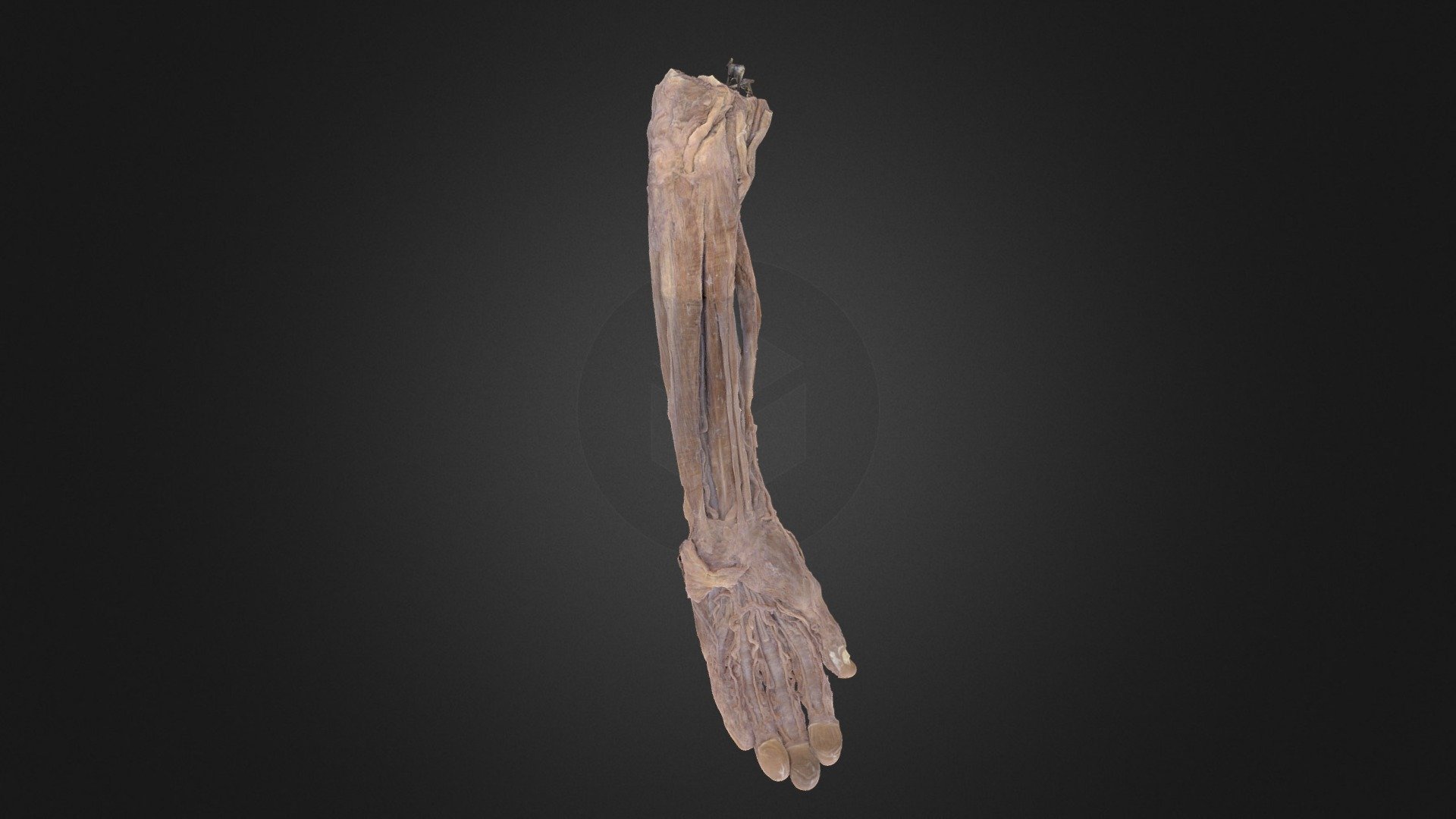 Plastinated Forearm - 3D model by UBC Medicine - Educational Media ...