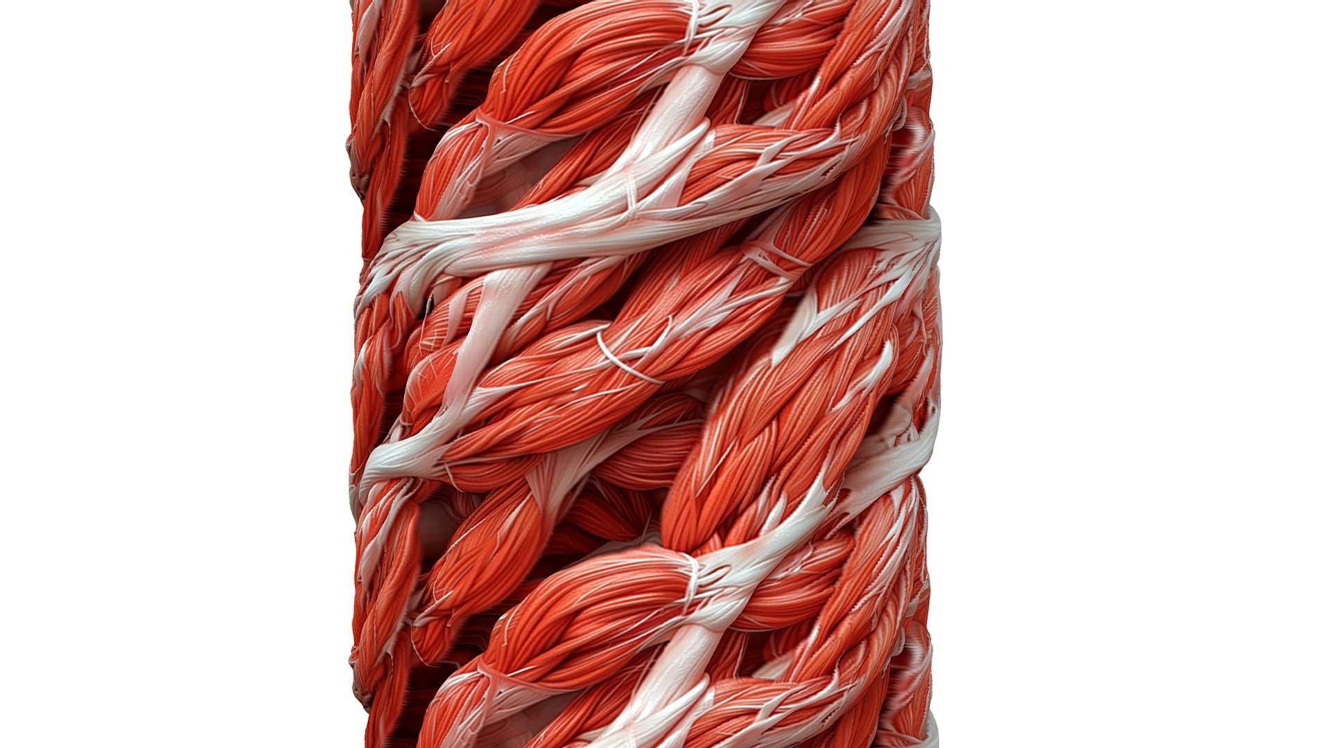 Anatomy Seamless Texture - Buy Royalty Free 3D model by zames1992 [a396cf3] - Sketchfab Store