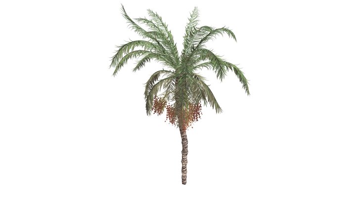Date-palm 3D models - Sketchfab