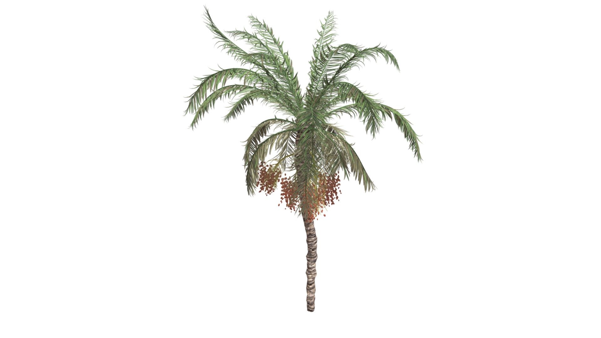 Date Palm Tree #02 - Buy Royalty Free 3D model by meshshape [a397bd1 ...