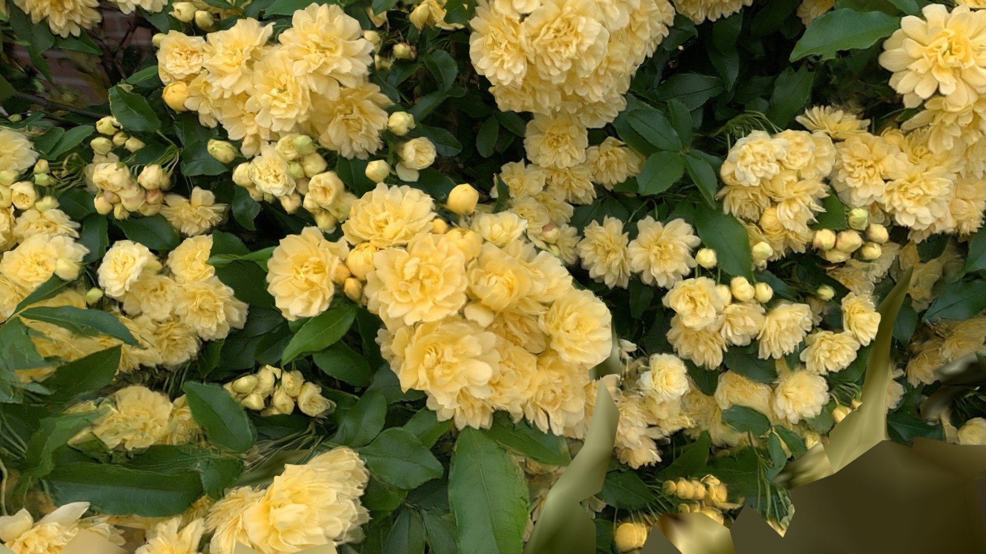 Yellow tree rose - Download Free 3D model by mrak (@mrak_CS) [a39f060 ...