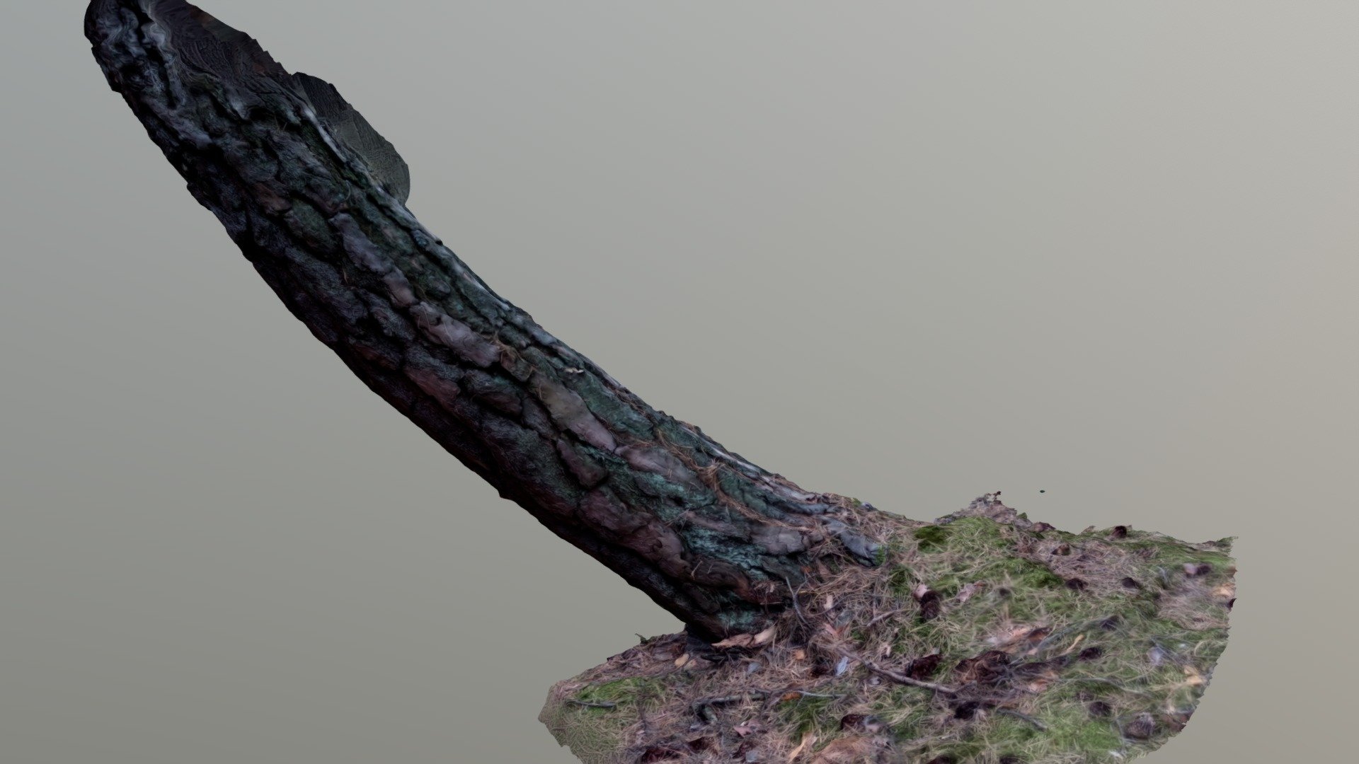 Photogrammetry - Tree Scan 1 - Download Free 3D model by Sircher ...