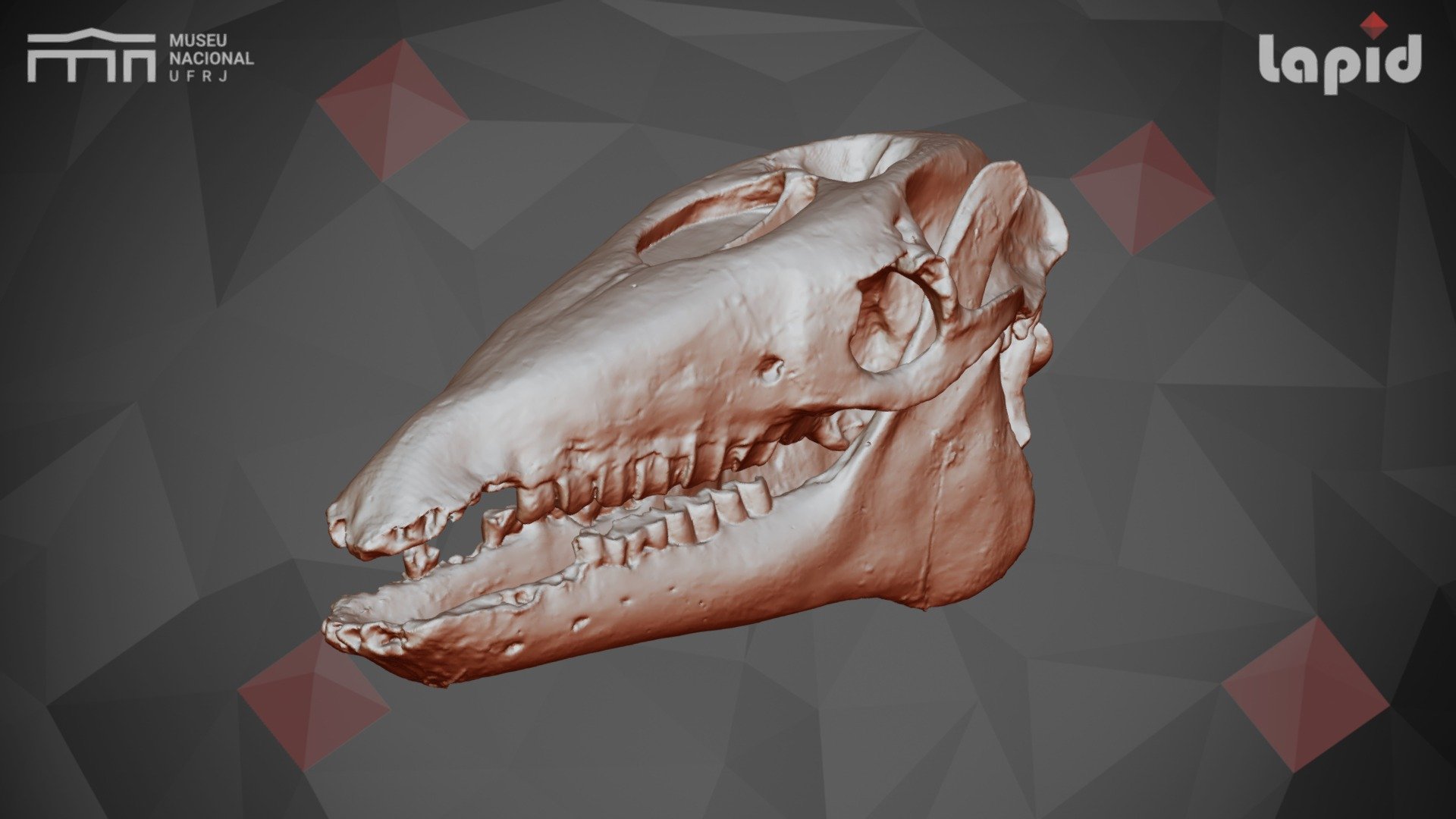 Macrauchenia Patachonica 3d Model By Lapid Lab Processamento De