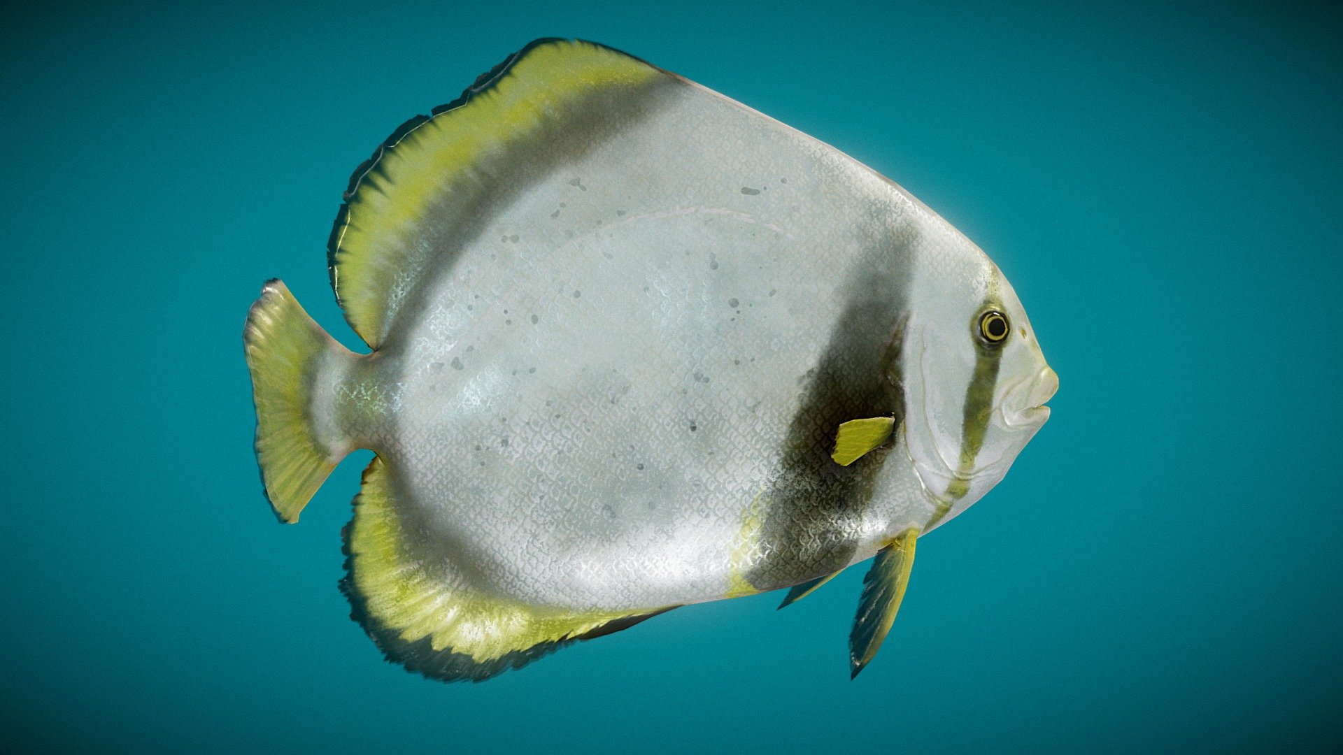 Platax_orbicularis - 3D model by DORAGM [a3af85d] - Sketchfab