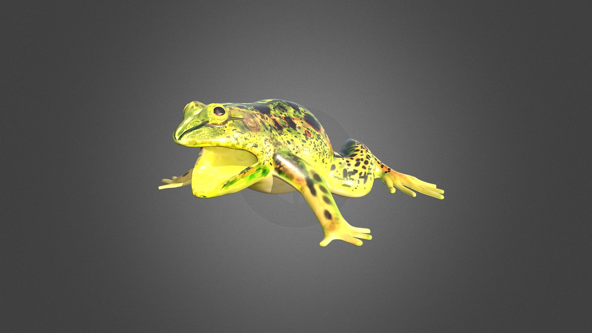 Frog - 3D model by Timophey [a3b0f20] - Sketchfab