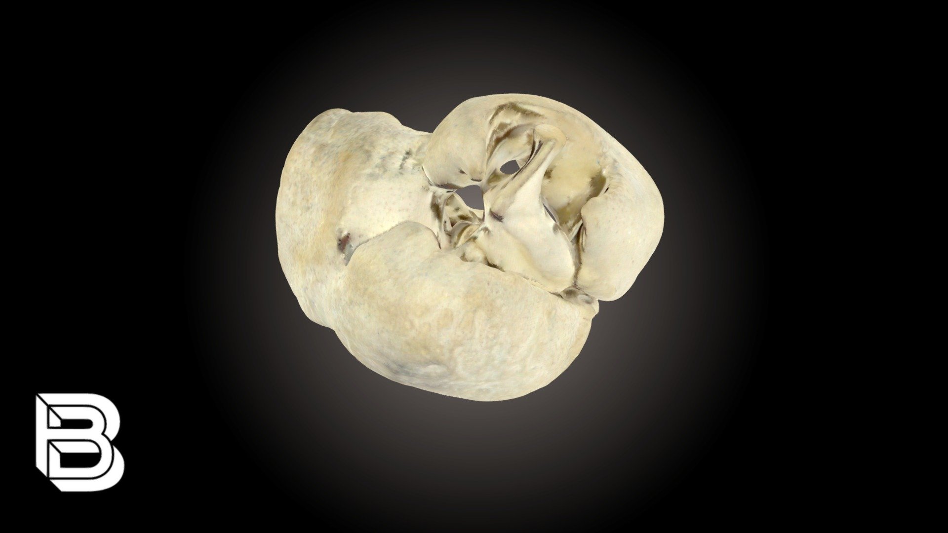 Manatee Ear Bone - 3D model by The Bishop Museum of Science and Nature ...