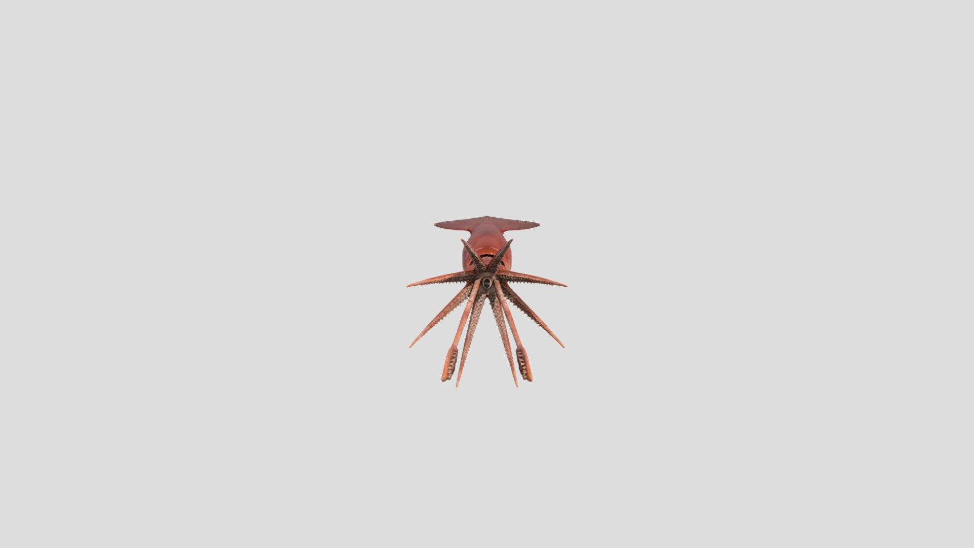 Humboldt_squid_ani (Credits: PROTOFACTOR, INC.) - 3D model by wrpsict ...