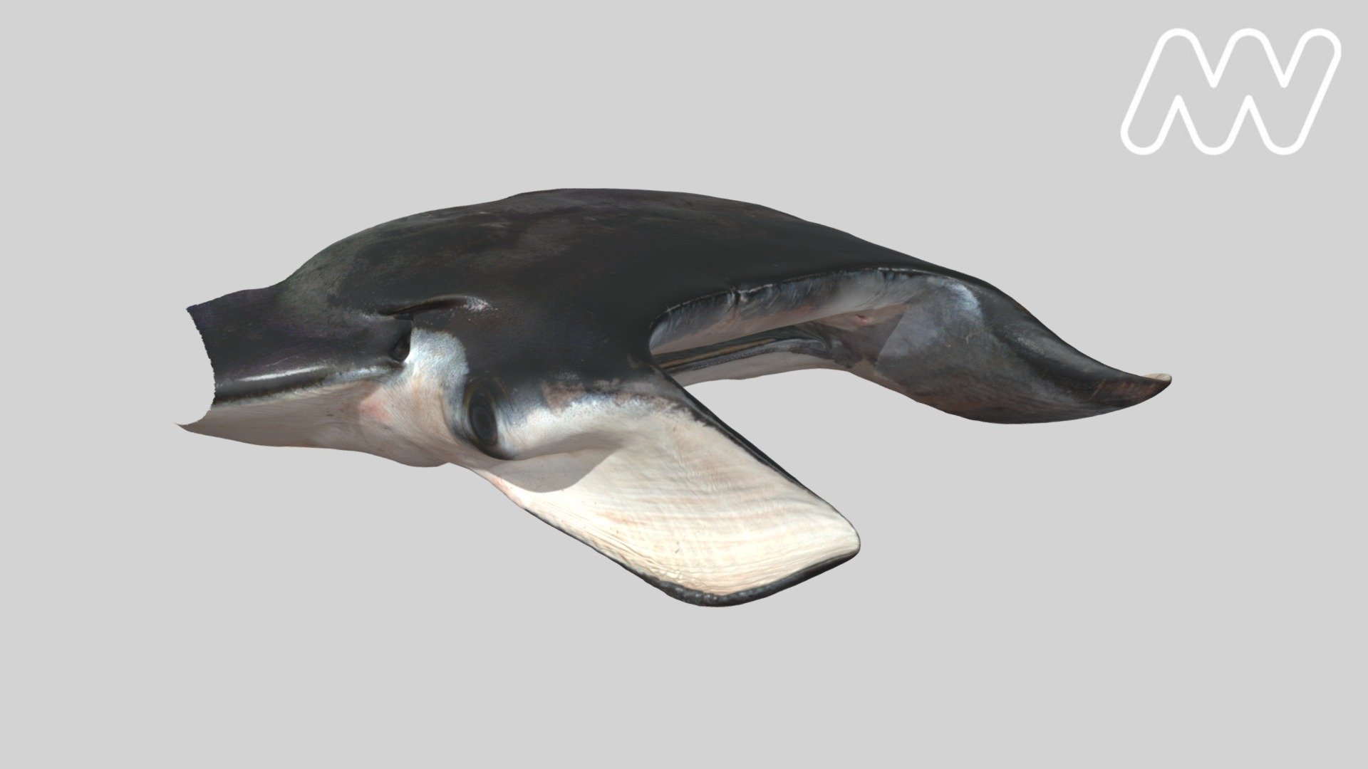 A32251-001 Devil Ray - 3D model by Museums Victoria (@museumsvictoria ...