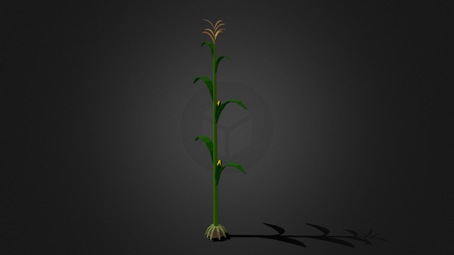 Сorn stalk - Download Free 3D model by Arigura [a3c4fa7] - Sketchfab