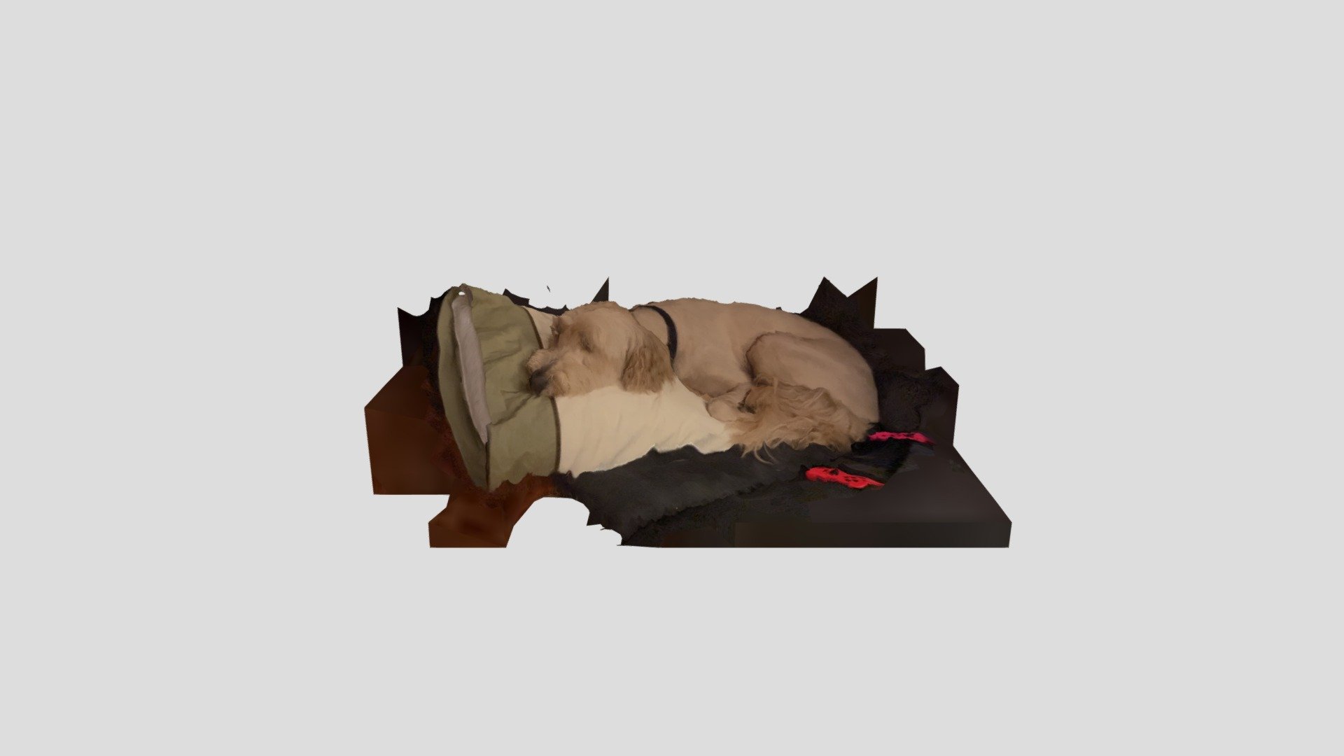 3D Scan of Golden Doodle on Couch - 3D model by shaunkime [a3c72df ...