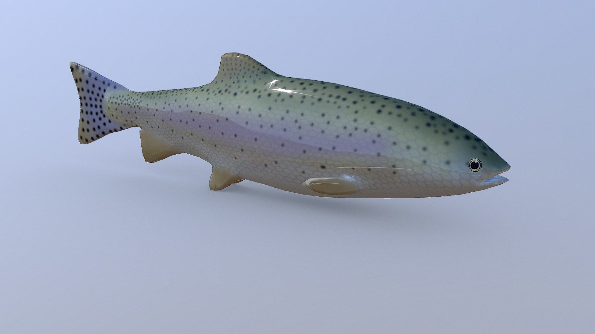Rainbow Trout - Download Free 3D model by GentryHS EAST (@gentryhsEAST ...
