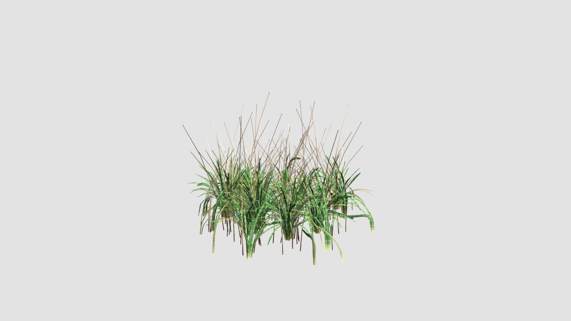 simple grass small - Buy Royalty Free 3D model by Evermotion [a3c95a9] - Sketchfab Store