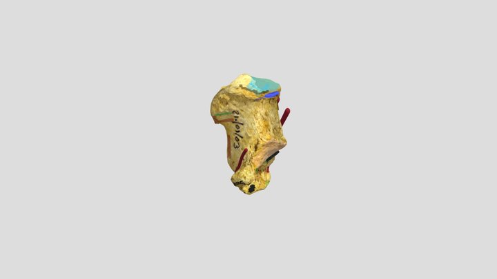 Talus 3D models - Sketchfab