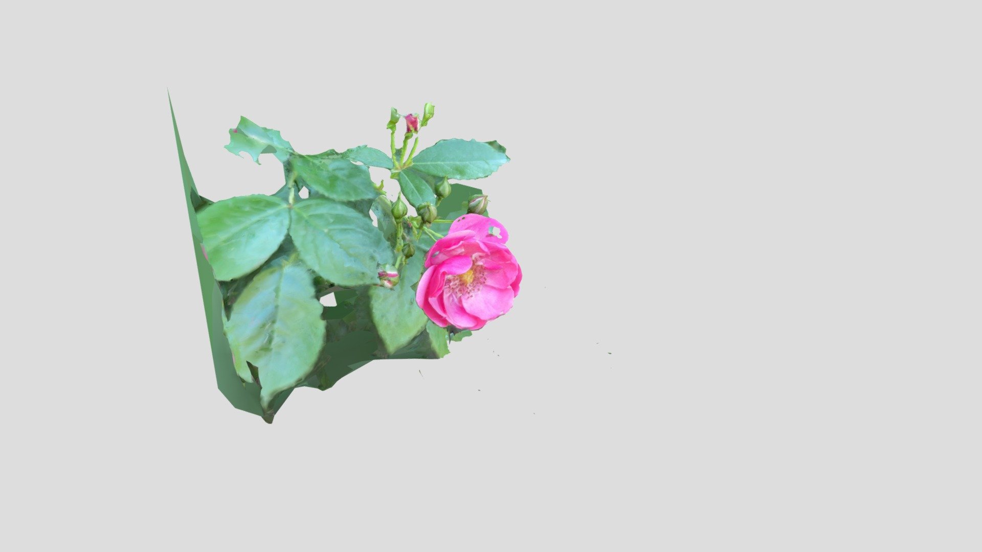 Rosa Multiflora Red (Raw Scan) - Download Free 3D model by RayZh ...
