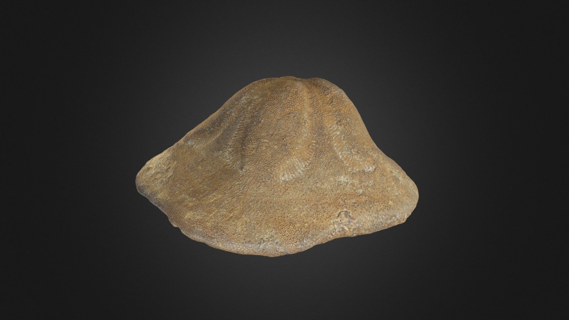 Clypeaster - 3D model by R.Paul [a3d2437] - Sketchfab