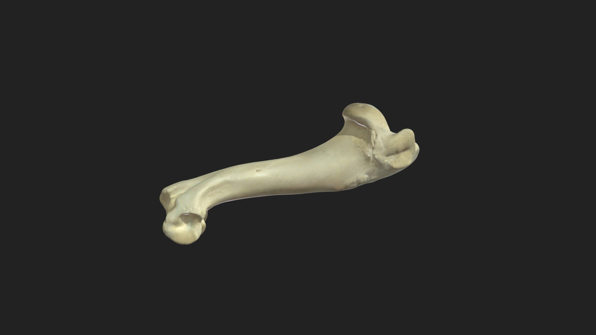 right humerus (humerus) goat - 3D model by vetanatMunich [a3d6e9a ...