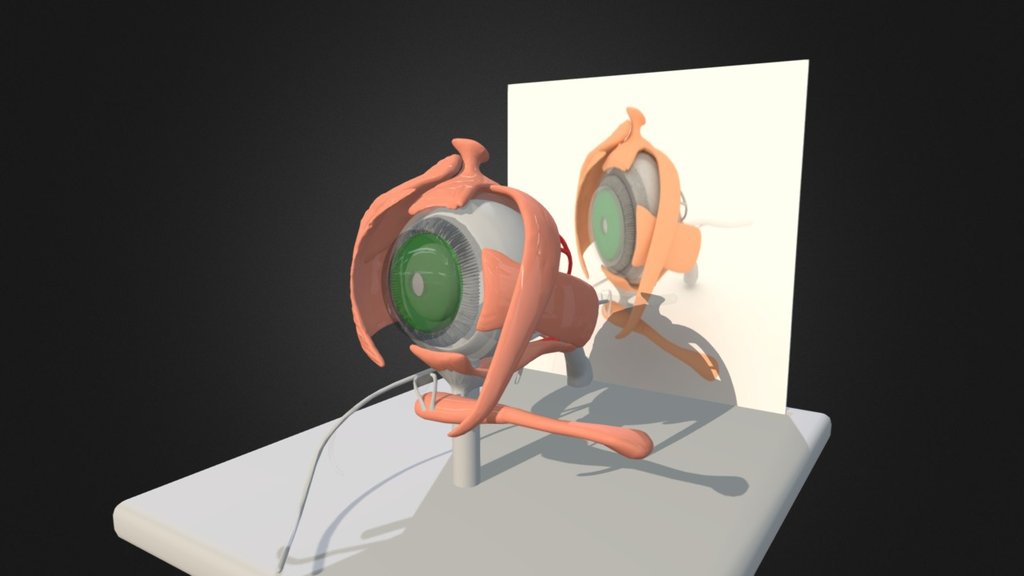 Eye Anatomy - 3D model by Interactive 3D Data (@proteinsimulation ...