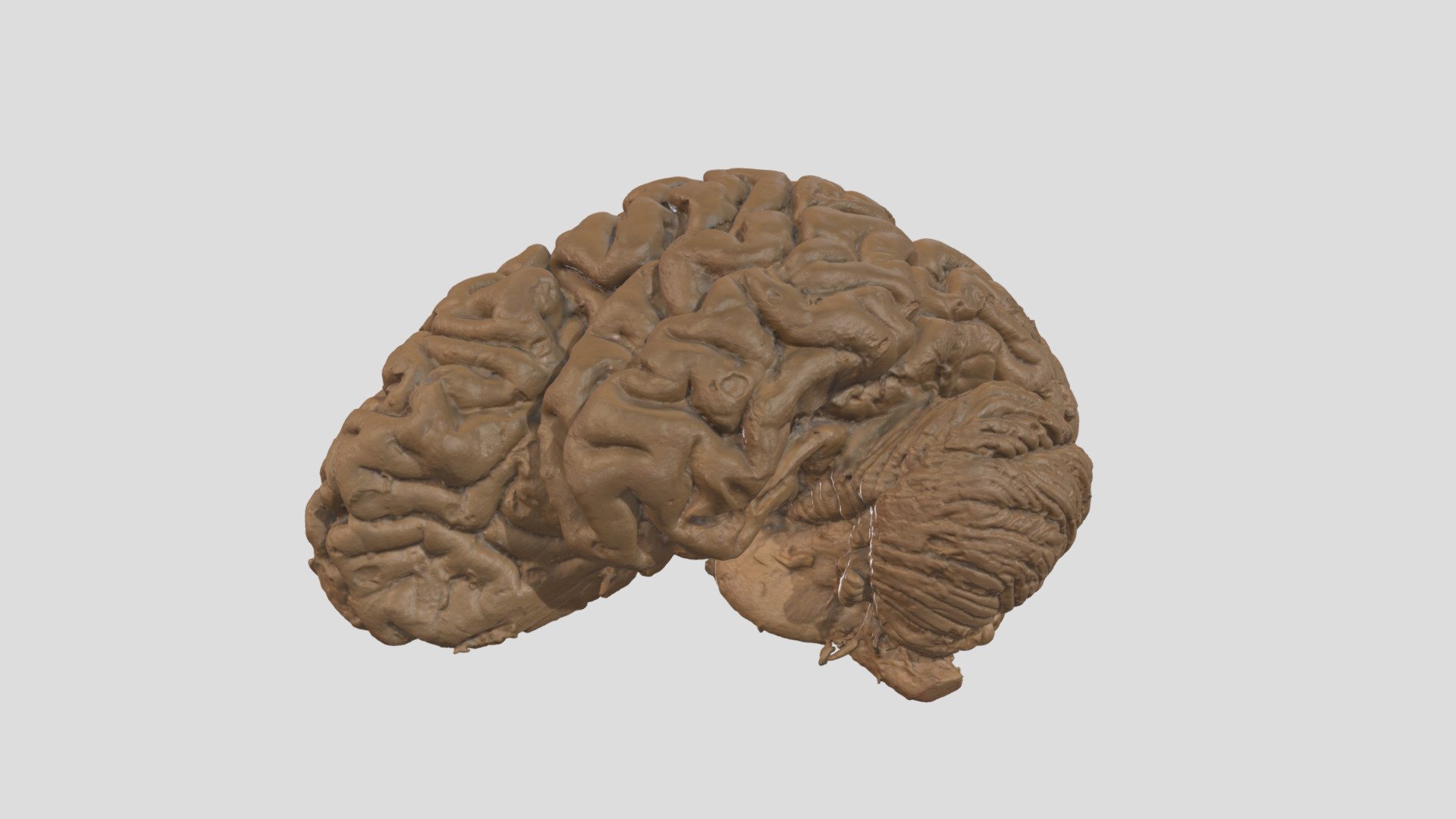 Brain Left hemisphere - Download Free 3D model by CU Modern Human ...