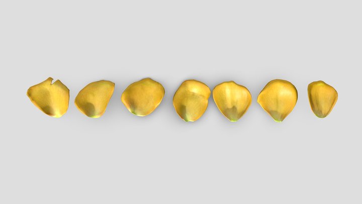 Petal 3D models - Sketchfab
