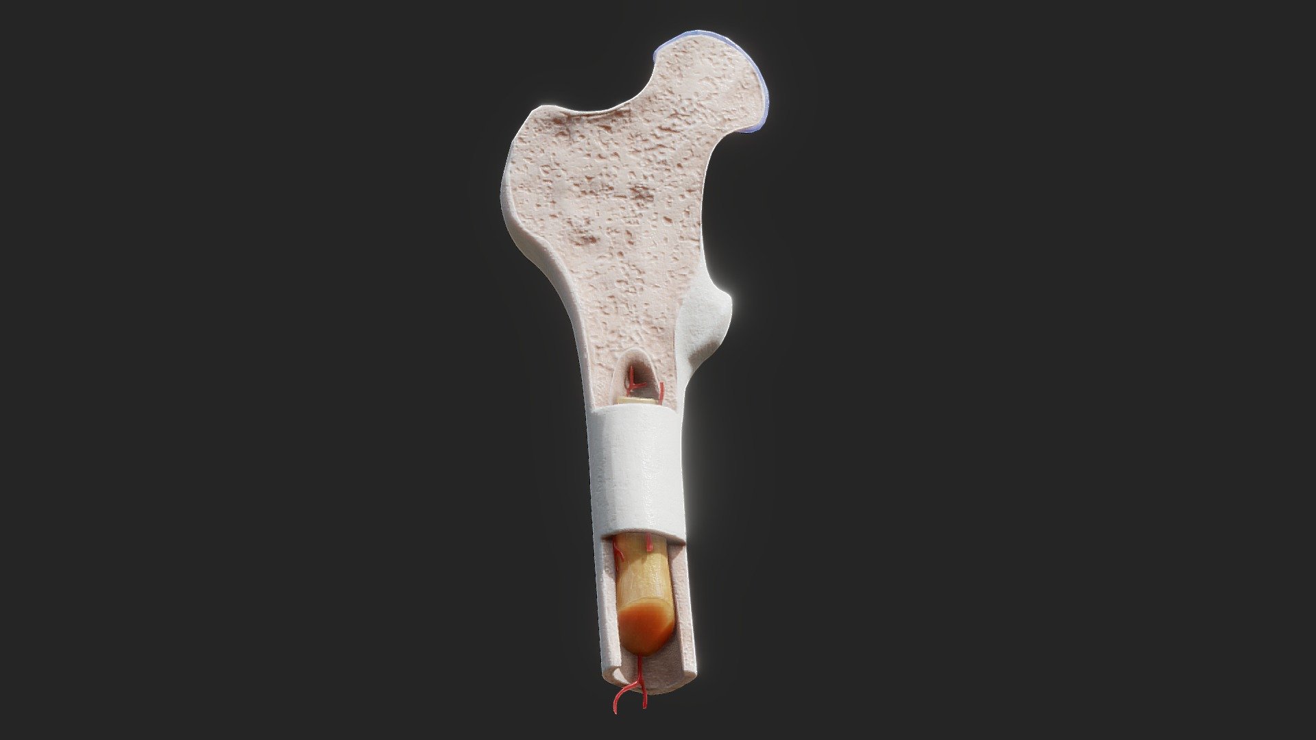Internal Bone Structure - Buy Royalty Free 3D model by zames1992 [a3e3747] - Sketchfab Store